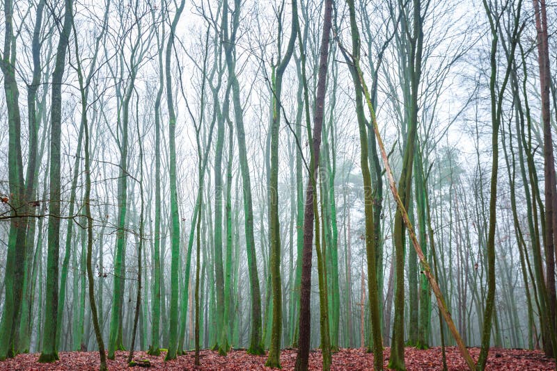Wide View of Withered Tree Tops Stock Photo - Image of forest, withered ...