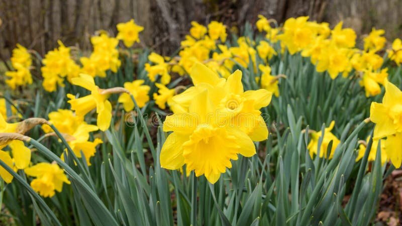 Wide View of Woodland Daffodils Growing in Spring in Closeup Cluster ...
