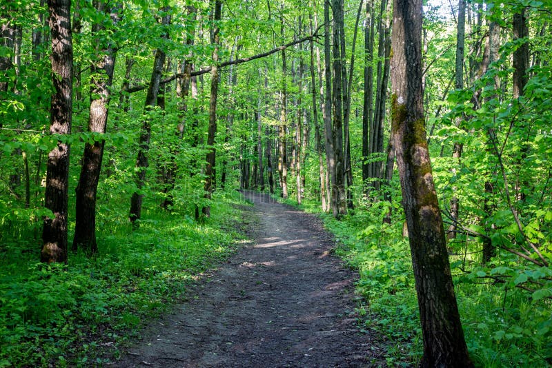 Wide Walking Dirt Path in the Green Forest Stock Photo - Image of trail ...