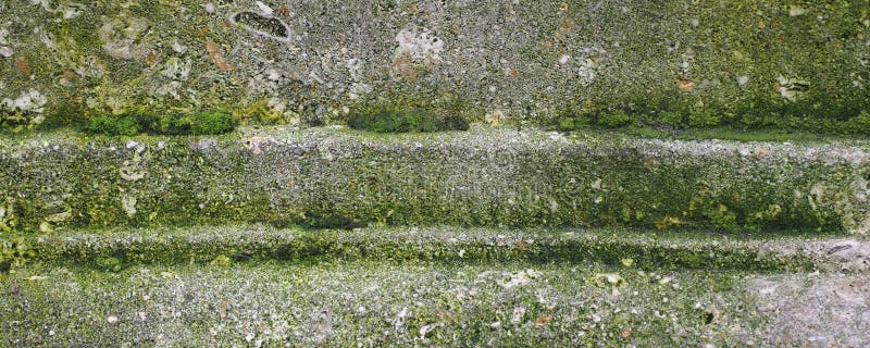 Wide Weathered Grey Concrete with Moss Texture Background Stock Photo ...
