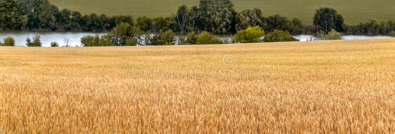 A Wide Wheat Field Near a River with Trees Stock Photo - Image of food ...