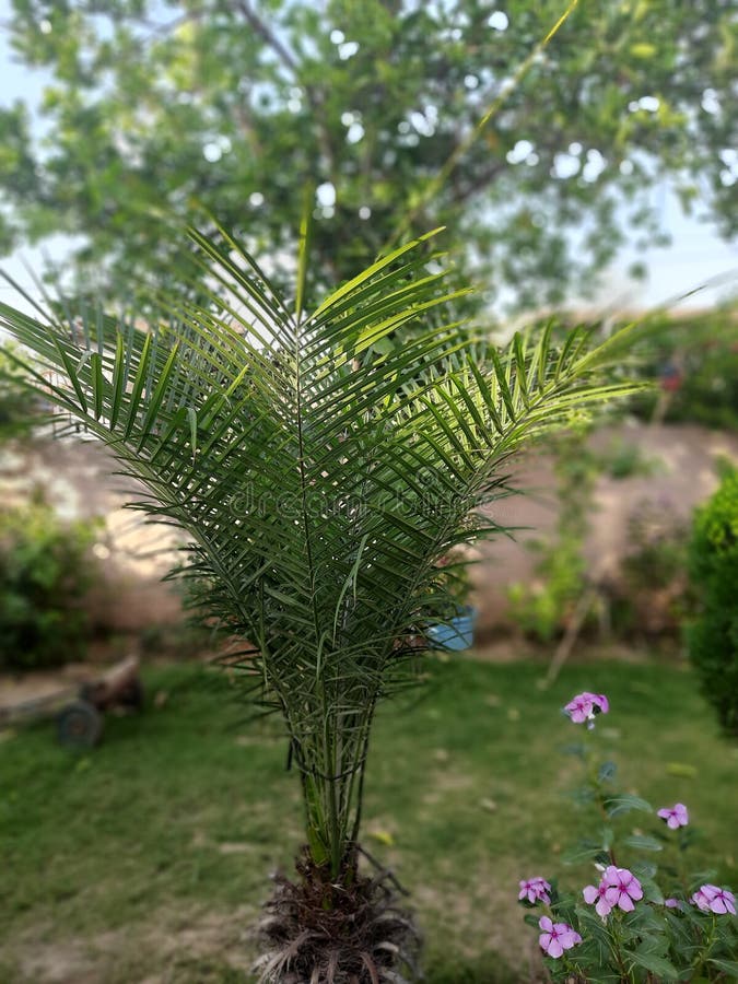 Park winds bloom stock image. Image of bloom, park, nature - 180061073