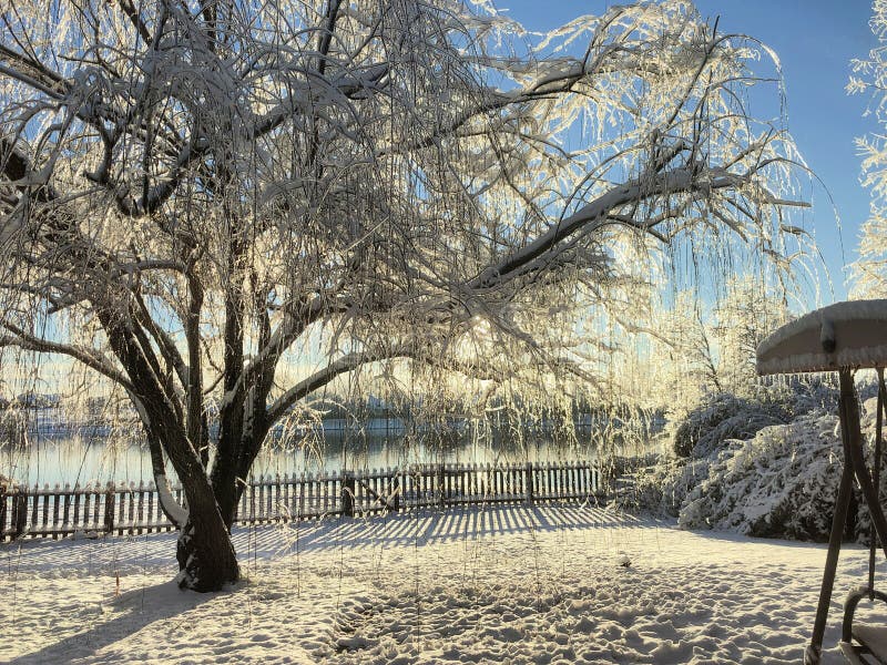 Wide Winter Wonderland View of a Backyard, with Fresh Snow on the ...