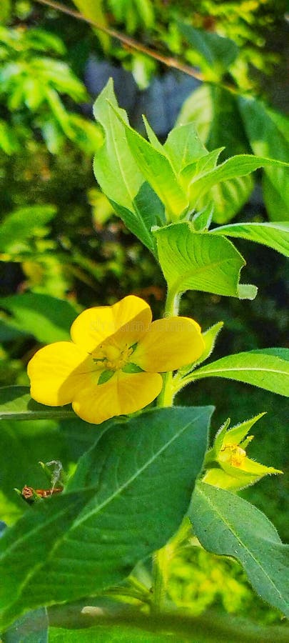 Wide Yellow Flower Part Two Stock Photo - Image of yellow, wide: 288043234