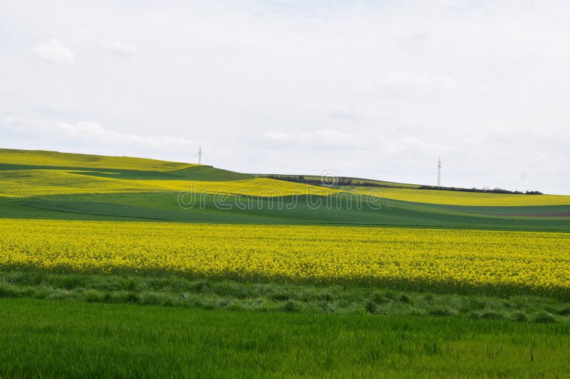 Wide Yellow and Green Fields Stock Image - Image of grassland, yellow ...