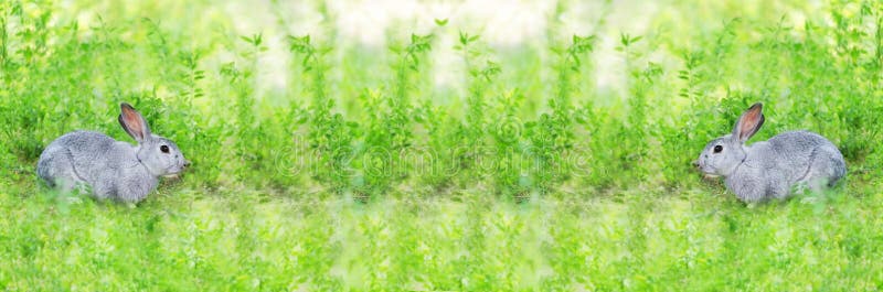 Widescreen Background with Gray Rabbits on Green Grass Stock Image ...
