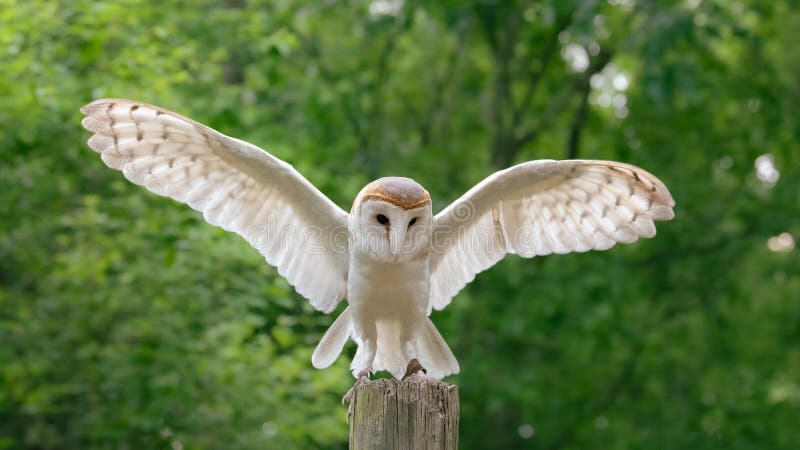 A Widescreen Image of a White Owl with Wings Extended Stock Image ...