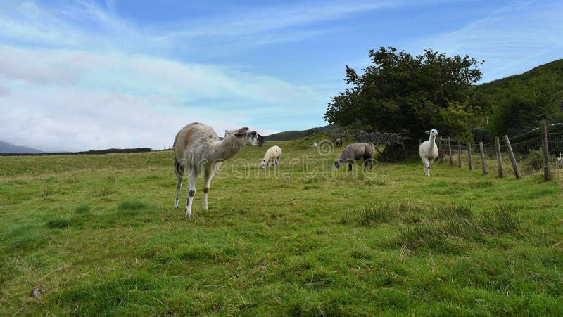 Lone Llama Field Stock Photos - Free & Royalty-Free Stock Photos from ...