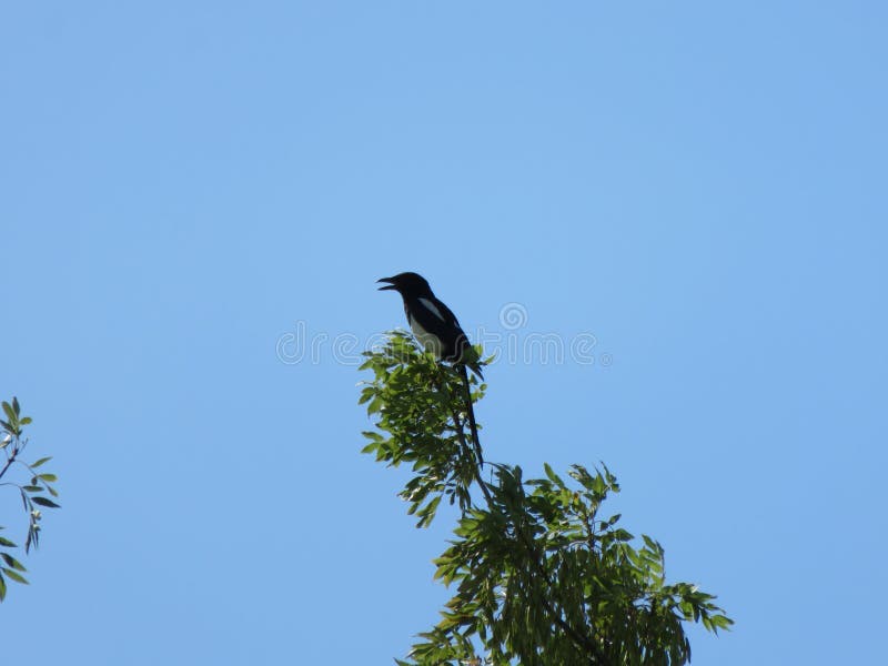 Gazza stock photo. Image of tree, area, highest, leaves - 107640460