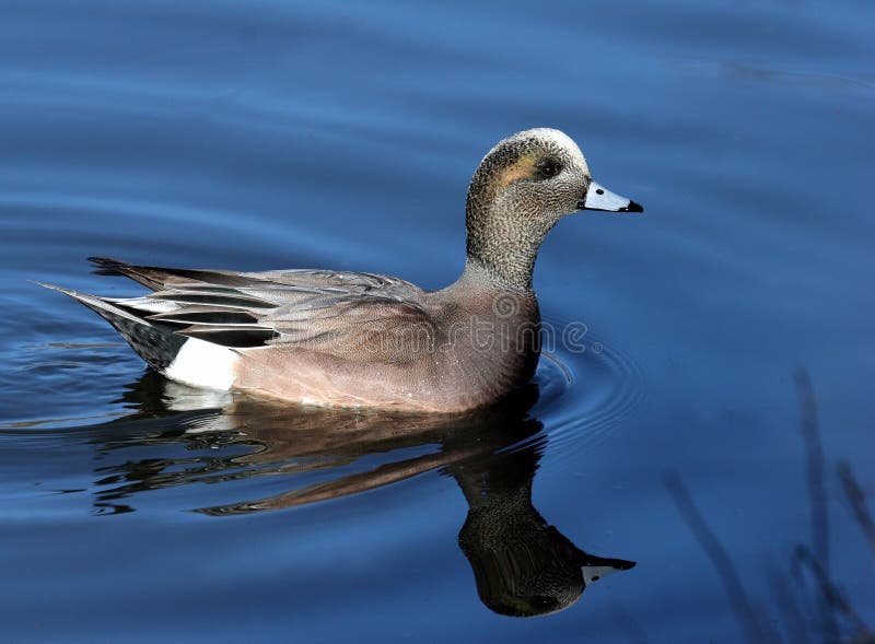 Widgeon stock image. Image of feathers, beak, hunter, pond - 621227