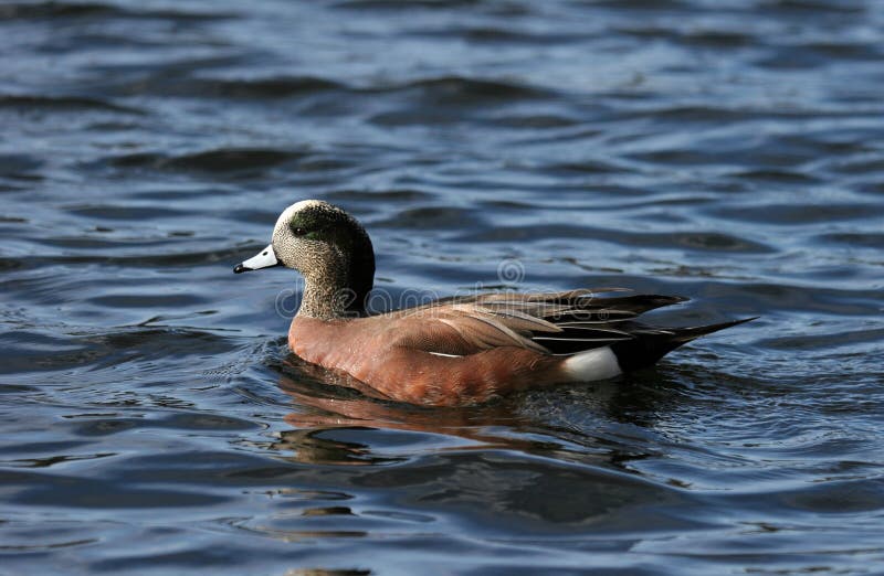 Widgeon stock image. Image of bill, lake, blue, feathers - 73285