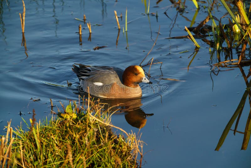 Widgeon (Anas Penelope) Duck with it S Wings Stretched Out Wide, Taken ...