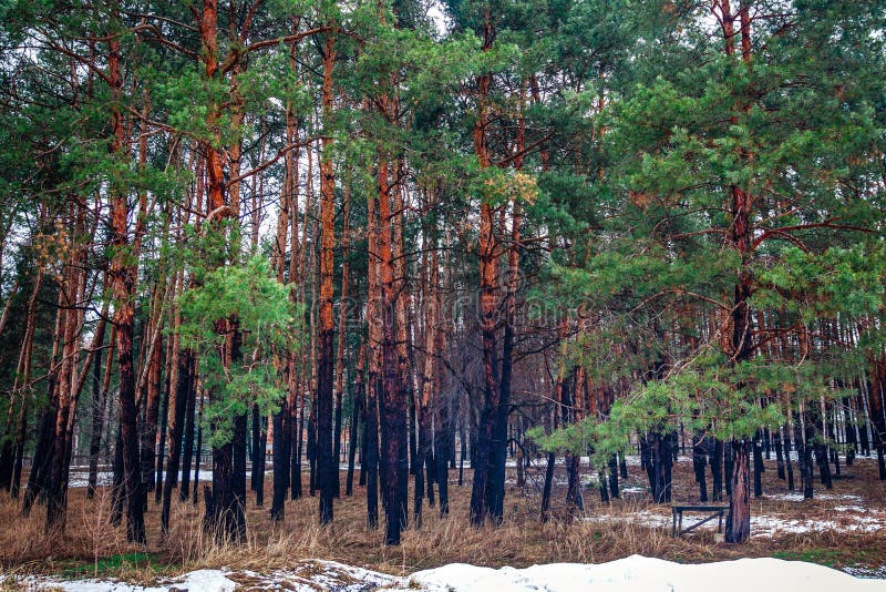 Widok zima iglasty las obraz stock. Obraz złożonej z wiecznotrwały ...
