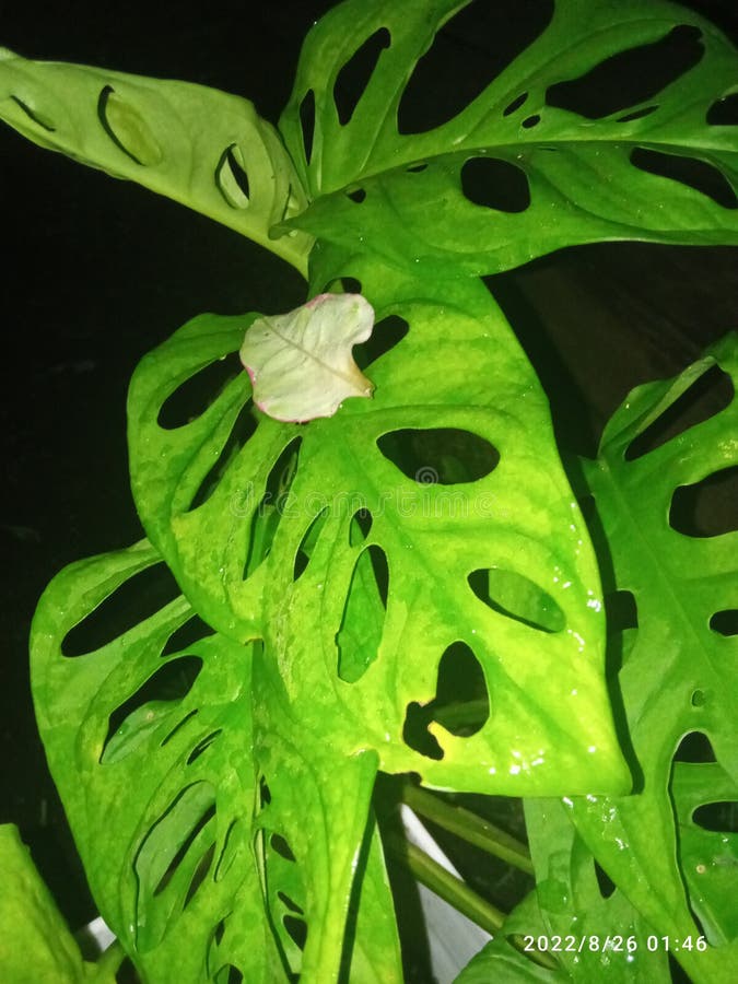 Widow Perforated Ornamental Plant Stock Photo - Image of nature, green ...