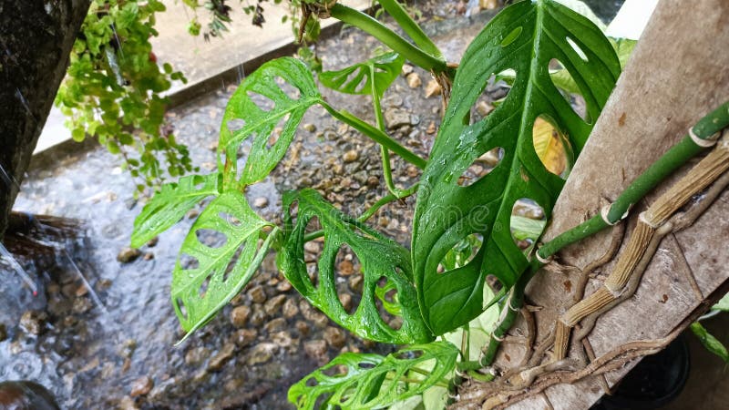 Widow Perforated Plant Top View Stock Image - Image of plantwidow ...