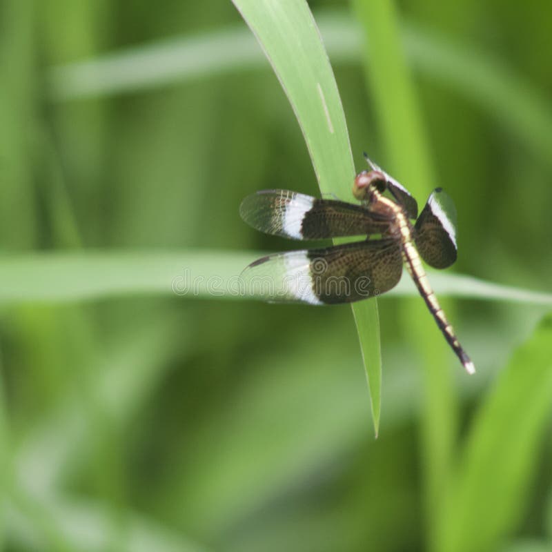 Widow skimmer dragon fly stock photo. Image of insect - 191505276