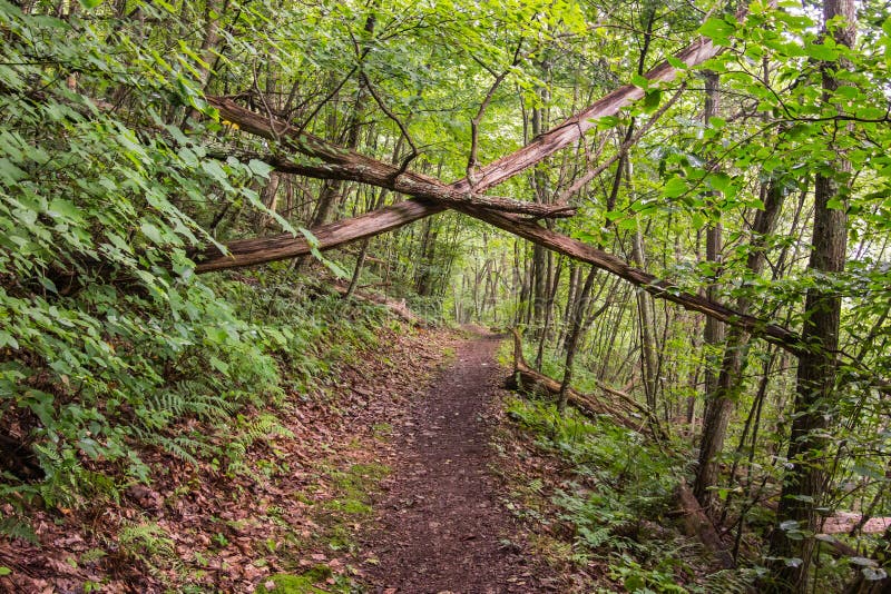 Widow-Maker Hanging Out In A Tree Stock Photo - Image of deal, bats ...