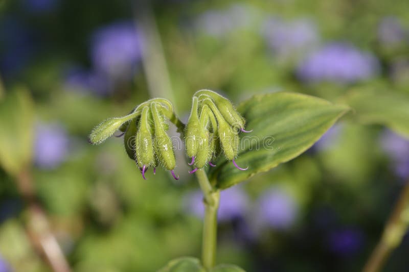 Widows tears stock image. Image of garden, pink, flower - 276385401