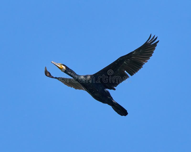 Wielki kormoran w locie zdjęcie stock. Obraz złożonej z niebo - 85228322
