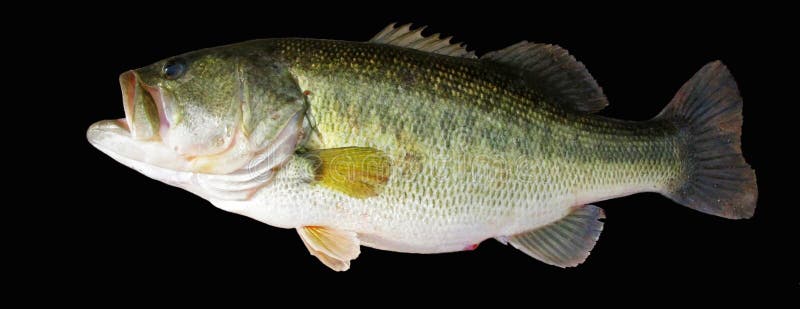 Wielka usta basu ryba obraz stock. Obraz złożonej z potomstwa - 75013087
