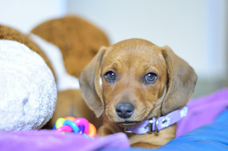 Wiener dog stock photo. Image of sweetness, wiener, beauty - 59896864