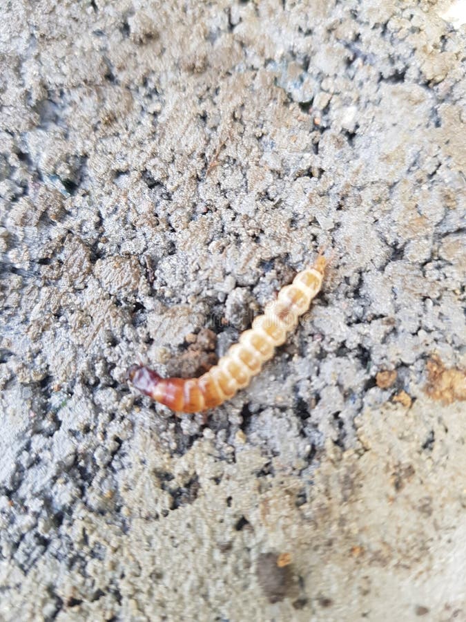 Wierd bug thing stock image. Image of insect, pest, invertebrate ...