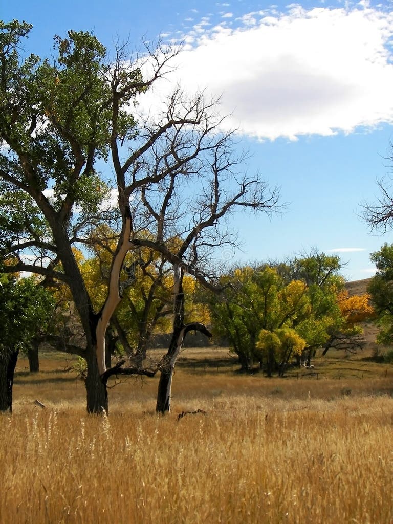 29,516 Burnt Tree Stock Photos - Free & Royalty-Free Stock Photos from ...