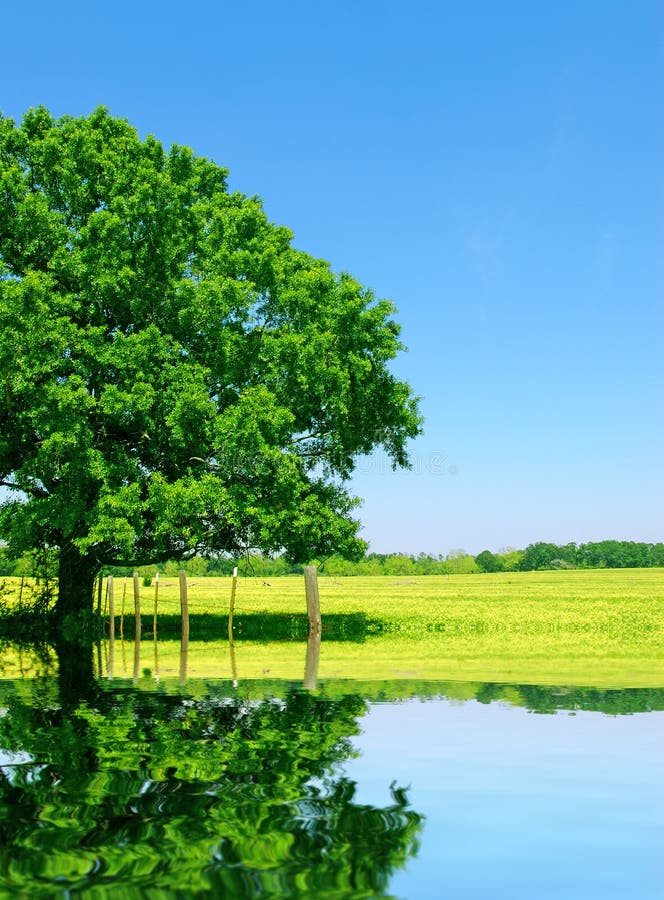 Wiese, Baum und See stockbild. Bild von landwirtschaftlich - 4791215