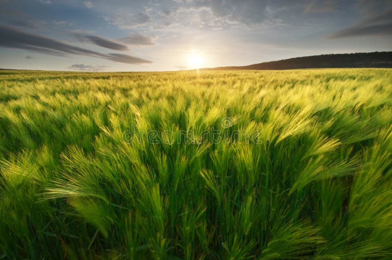 Wiese des Weizens stockfoto. Bild von weizens, wiese - 66285610