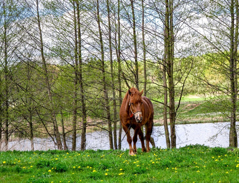 Pferd An Der Wiese Bild. Bild: 2685023
