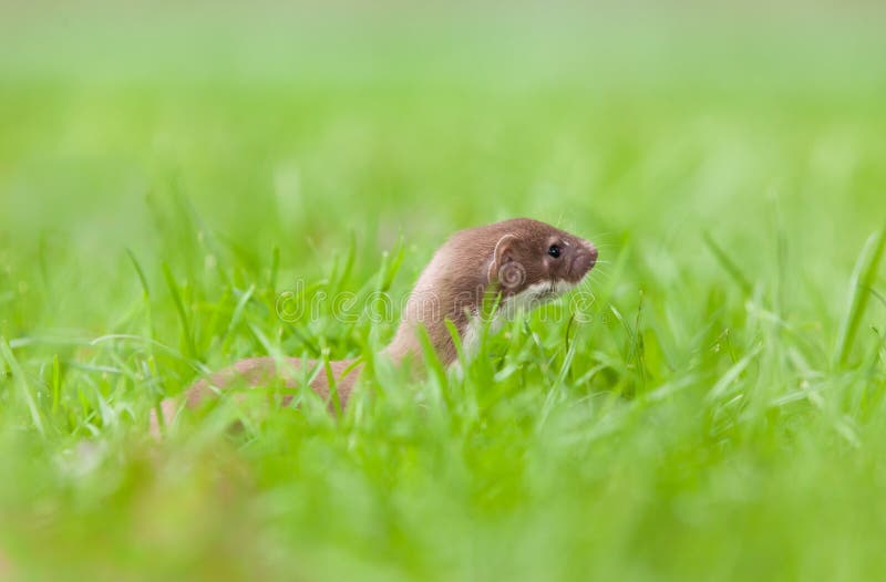 Wiesel stockbild. Bild von ermine, säugetier, tier, britisch - 30455849