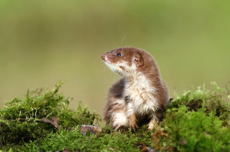 Kleiner Wiesel stockfoto. Bild von haarig, fest, wild - 47988054