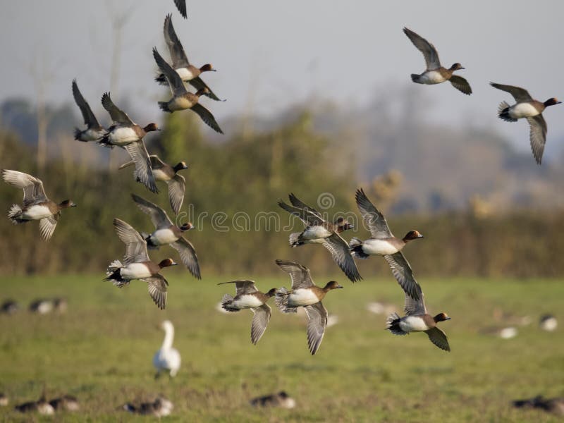 Wigeon, Anas penelope stock photo. Image of flying, wildlife - 264232118