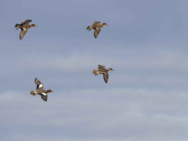 Wigeon, Anas penelope stock image. Image of duck, animal - 264232137
