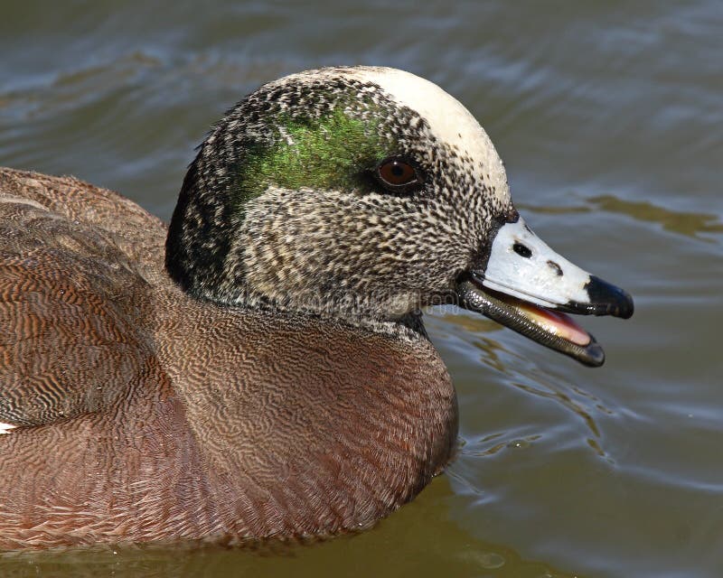 Wigeon Drake Calling stock image. Image of behavior, wigeon - 62765665