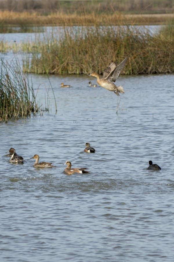 Wigeon duck taking flight stock image. Image of habitat - 260122861