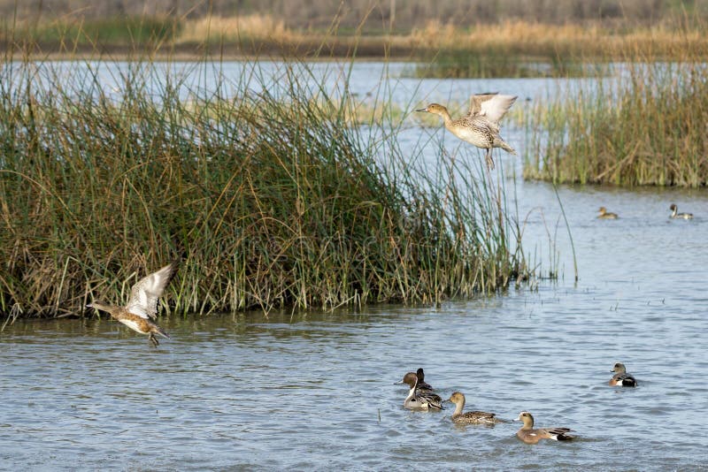 Wigeon Ducks taking flight stock photo. Image of swimming - 260122864