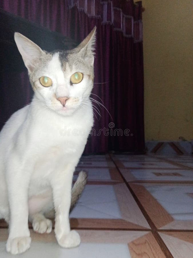 Wight cat stock image. Image of night, wight, confusing - 227477201