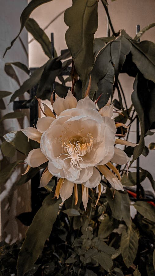 Wijayakusumaflower Stock Photos - Free & Royalty-Free Stock Photos from ...