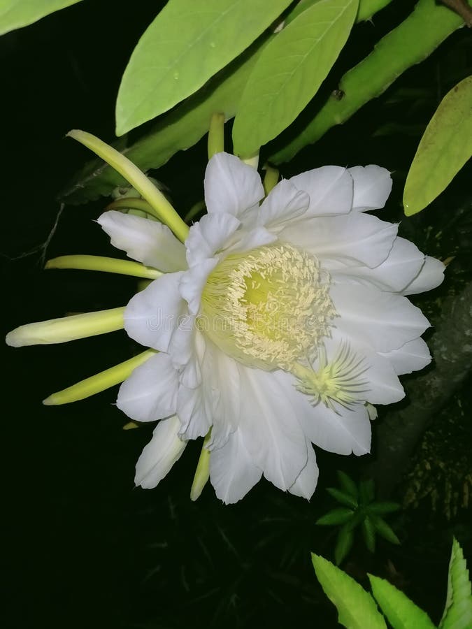 Wijaya Kusuma Flower or Wiku Flower (epiphyllum Oxypetalum) Which is ...