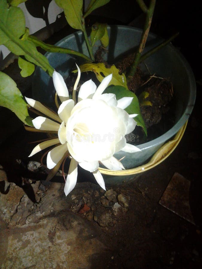 Wijaya kusuma flower stock photo. Image of wildflower - 262747434