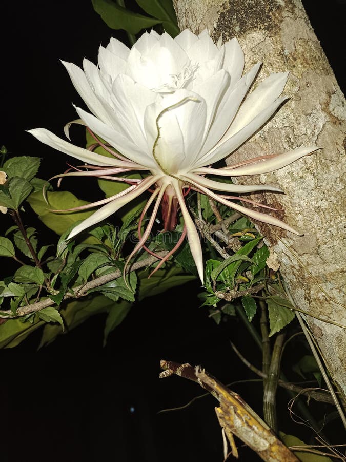 Wijaya Kusuma Flower or Wiku Flower (epiphyllum Oxypetalum) Which is ...