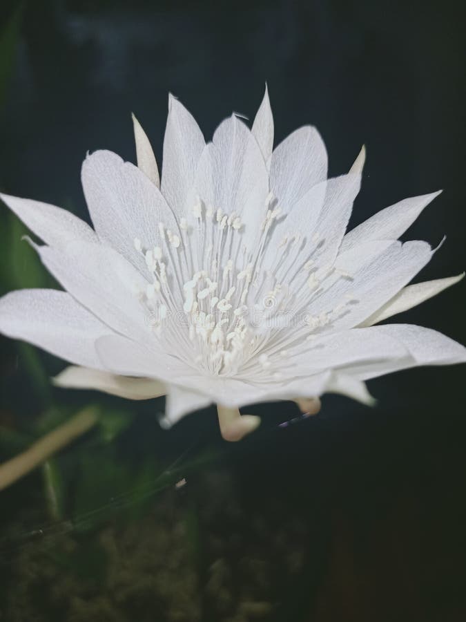 Wijaya Kusuma Flower or Also Called Wiku Flower Including Cactus Plants ...