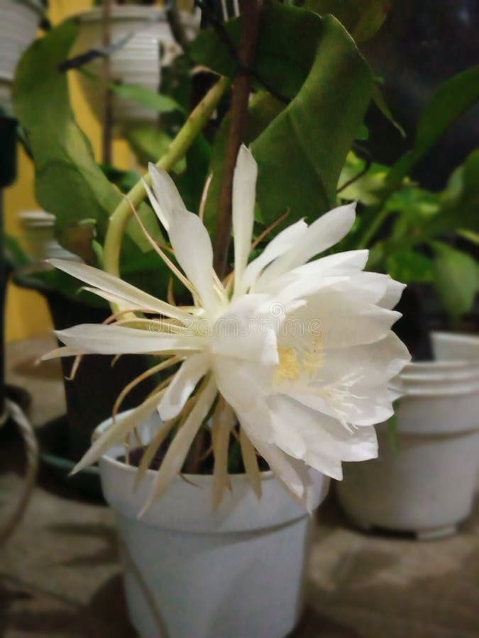 Wijaya Kusuma Flower is Blooming Stock Photo - Image of flower, flowers ...