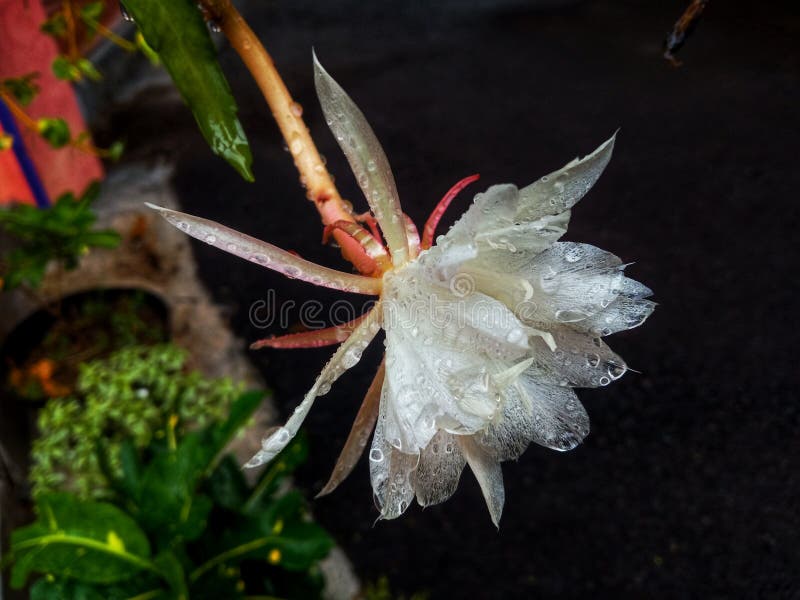 Wijaya Kusuma Flower Has Just Bloomed Stock Photo - Image of bloomed ...