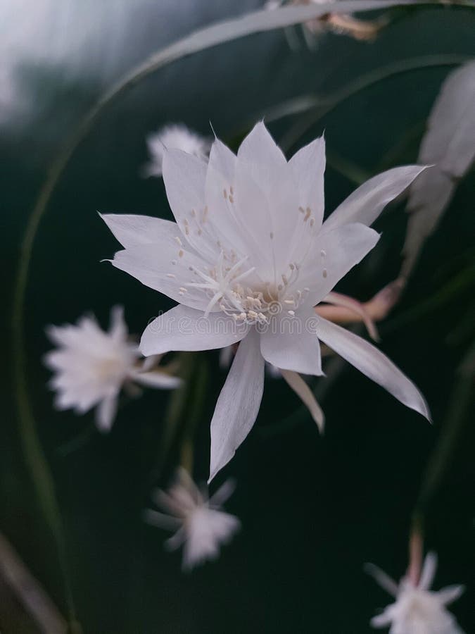 Wijaya Kusuma Flower stock photo. Image of green, flower - 211546042