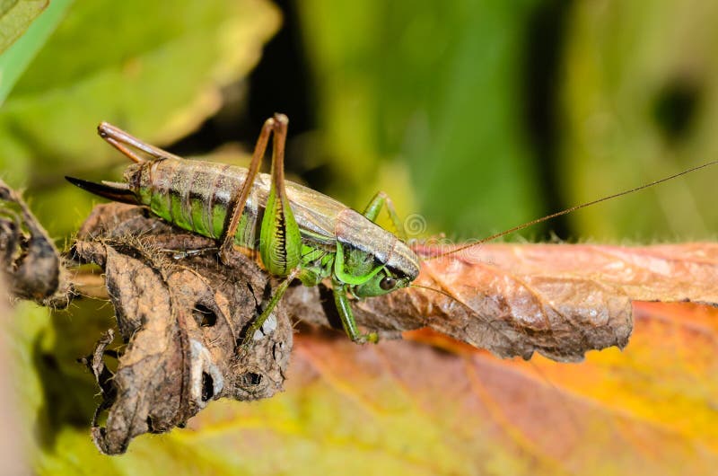 Vrouwelijke sprinkhaan stock foto. Afbeelding bestaande uit wildlife ...