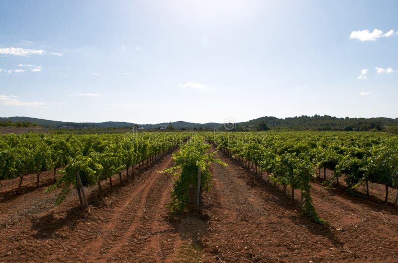 Wijnstok stock afbeelding. Image of platteland, landgoed - 10157473
