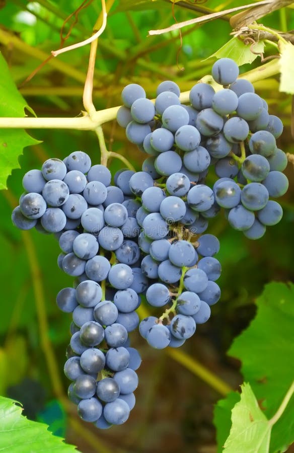 De Grote Bossen Van Rode Wijndruiven Hangen Van Een Oude Wijnstok Stock ...