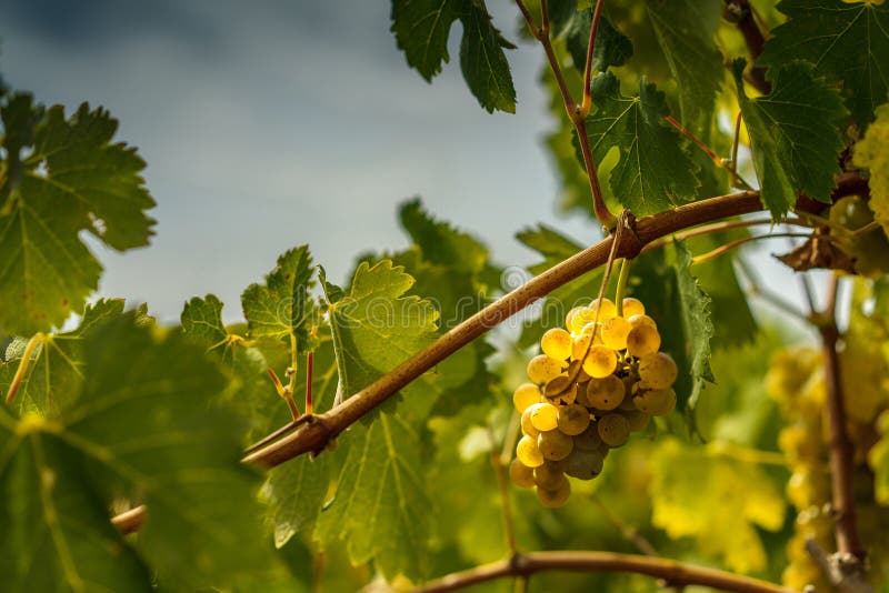Druiven op een Wijnstok stock foto. Image of bladeren - 48688576